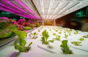 The 5 Best UV Grow Lights (That WORK) — 2020