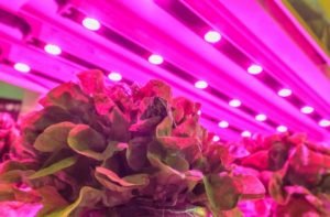 The 5 Best UV Grow Lights (That WORK) — 2020